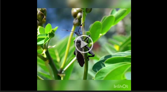 Instituto de Ciencias Agropecuarias :: Galería 2021