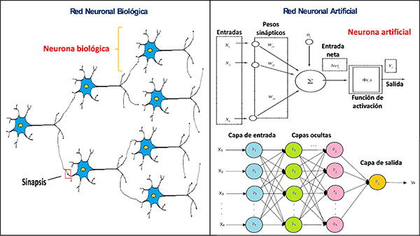 De neuronas biológicas a neuronas artificiales, el fascinante mundo de ...